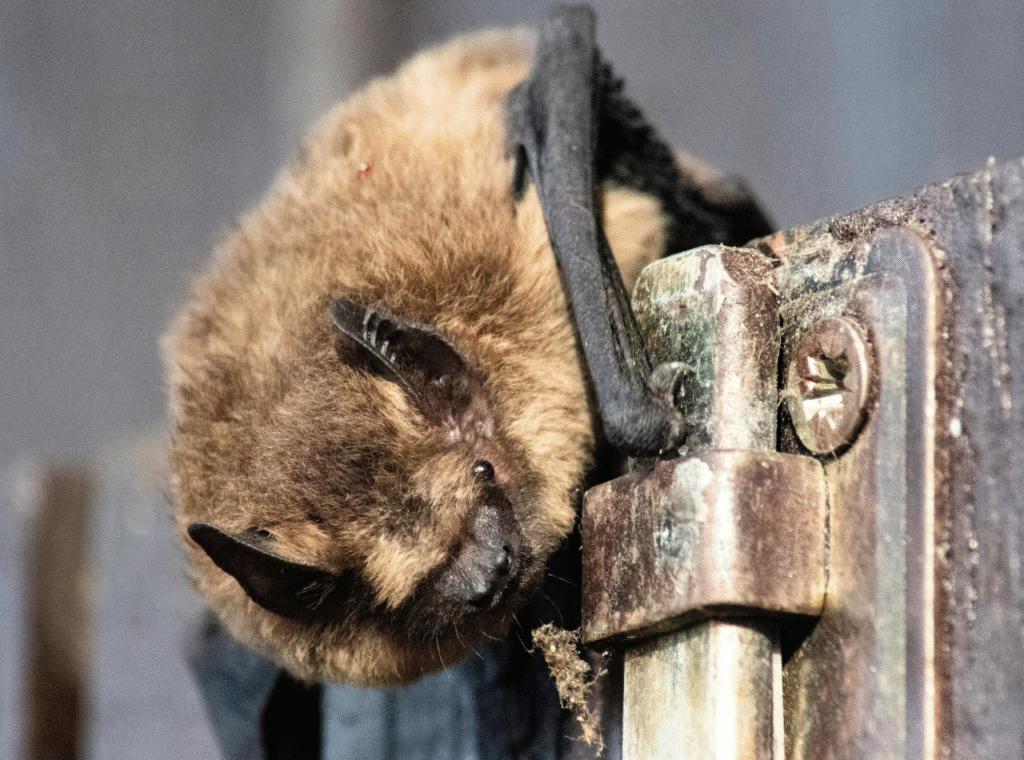 Beer and Bat Walk (Fundraising Event) - Hartlebury Castle